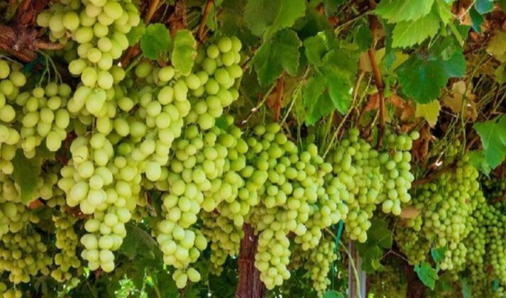 Chile ajusta proyección de uva de mesa para 2025-2026 con caída global ...